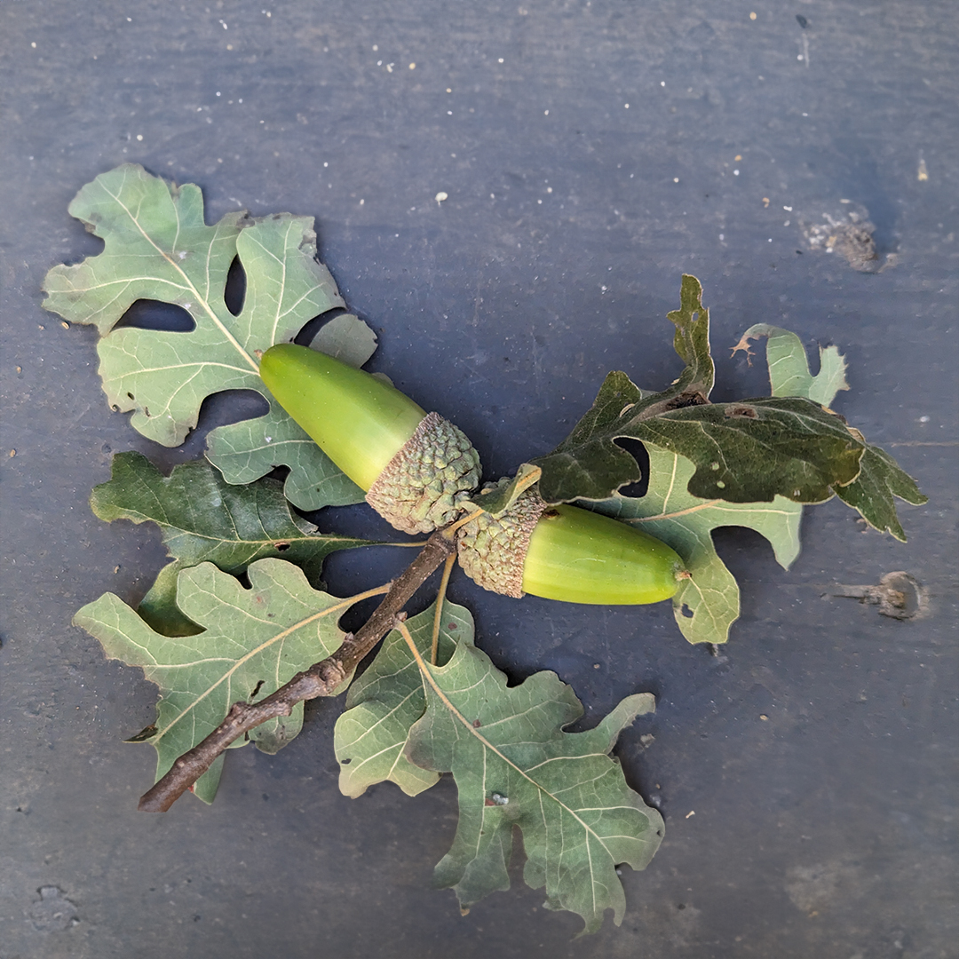 Uncommon Gardens Blog Modern Garden Design Meets Wildfire Safety