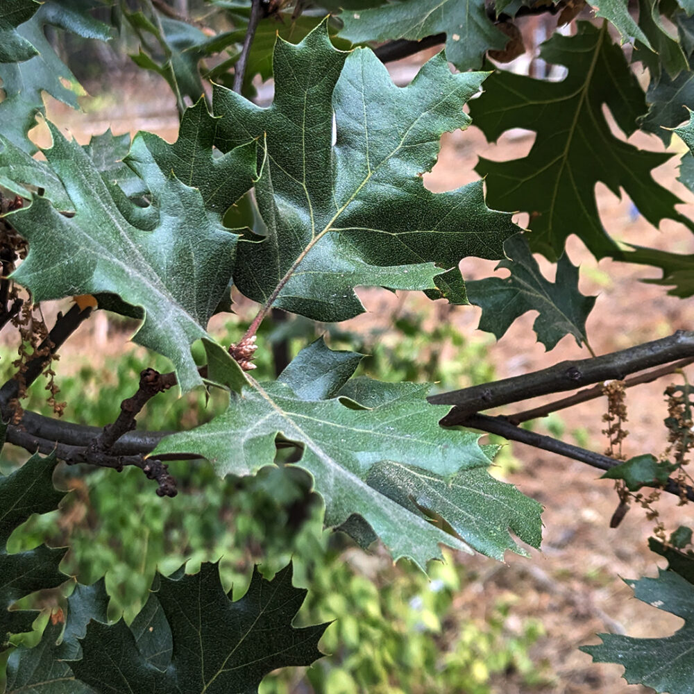 California Oaks and Acorns – Uncommon Gardens