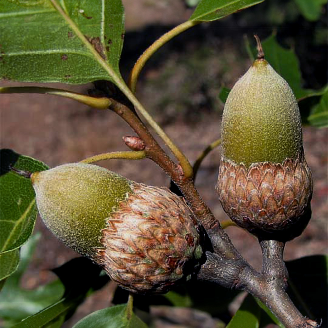 Uncommon Gardens Blog Modern Garden Design Meets Wildfire Safety